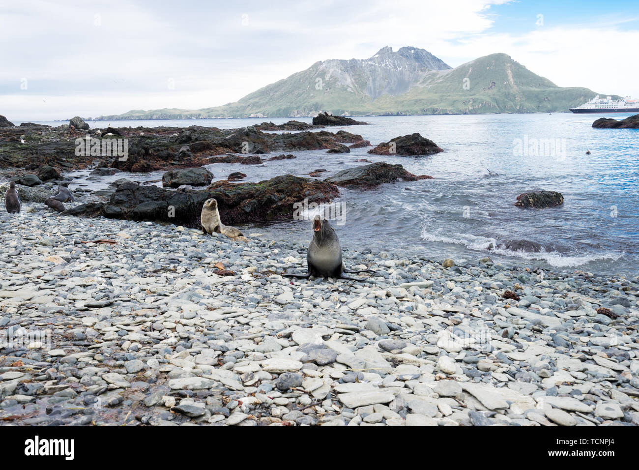 Visit antarctic hi-res stock photography and images - Alamy