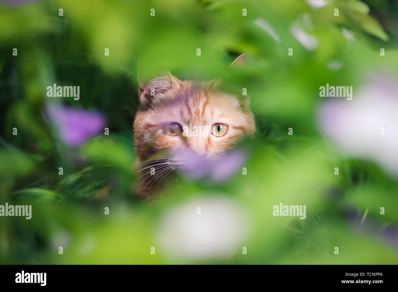 Cat in the bushes Stock Photo - Alamy