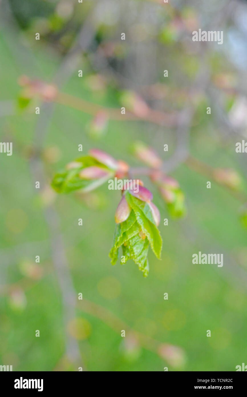 Tree branch on blurred background. Branch with blossoming leaves in the ...