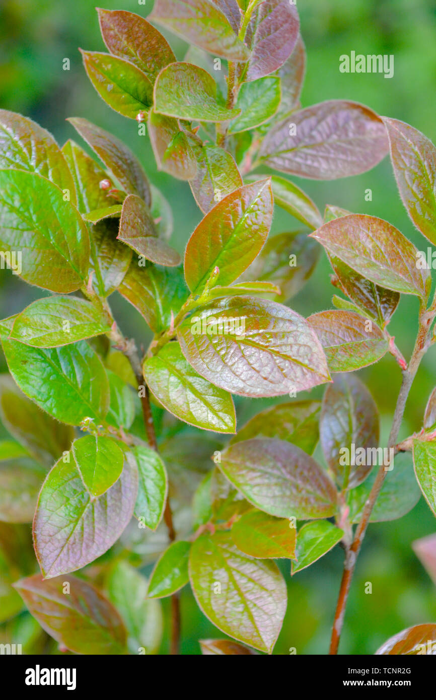 Nature in springtime with young leaves on bush branches. Spring bush ...