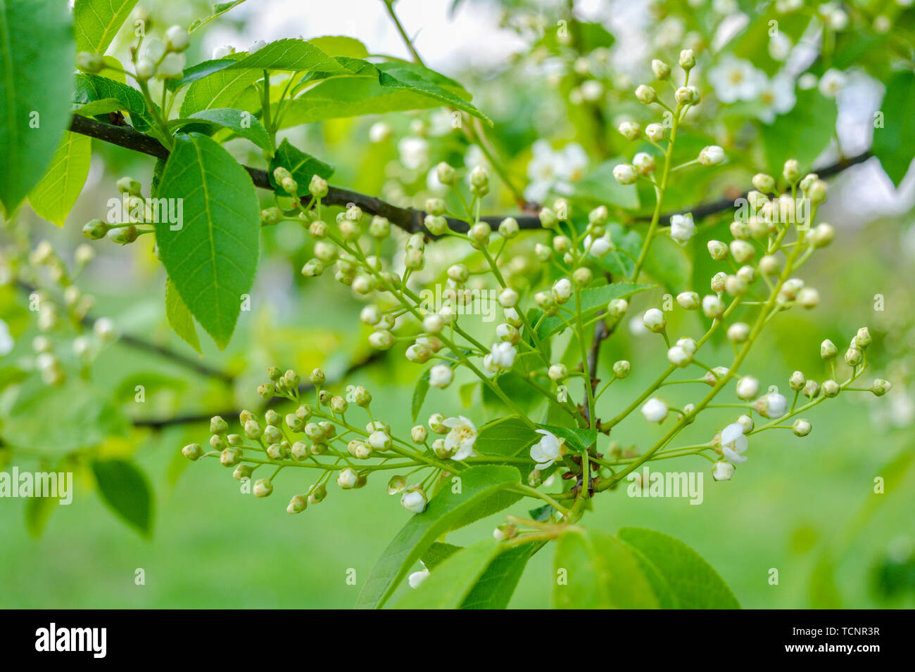 Bird Cherry Tree in Blossom. Close-up of a Flowering Prunus Avium Tree ...