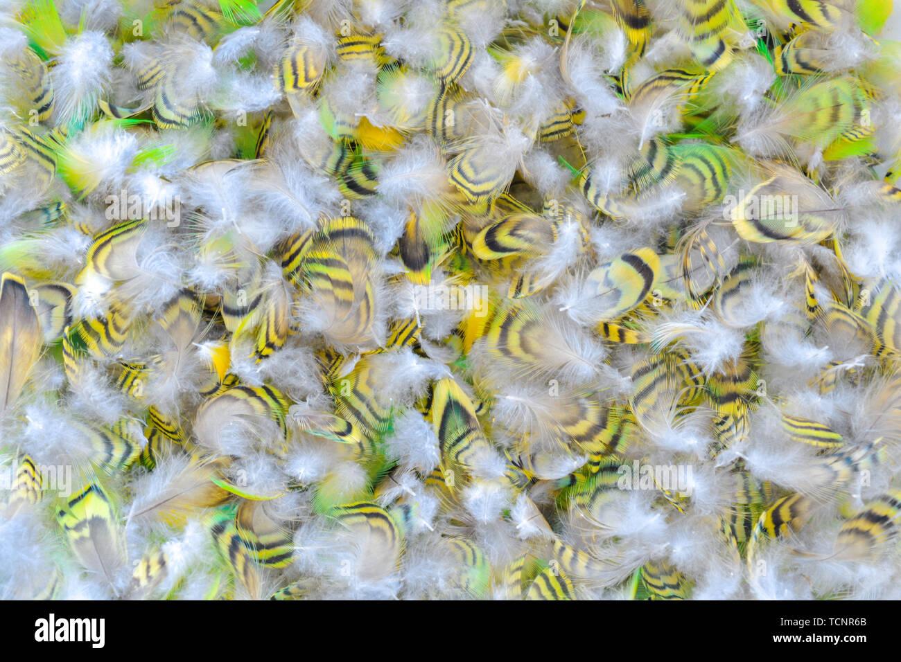 Colorful motley parrot feathers. Background of little feathers of bird ...