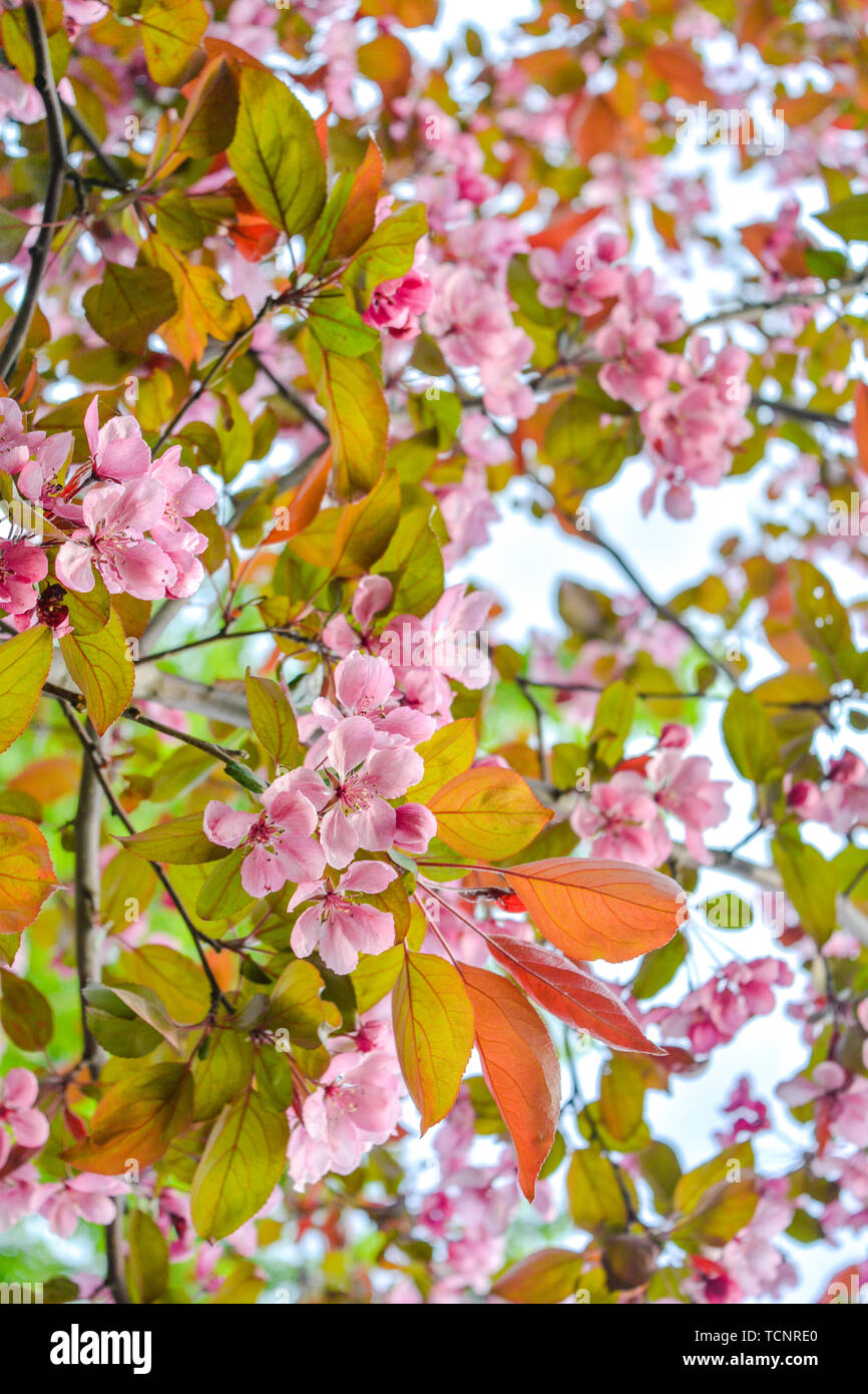 Cherry tree branches with pink flowers on sky background. Spring cherry ...