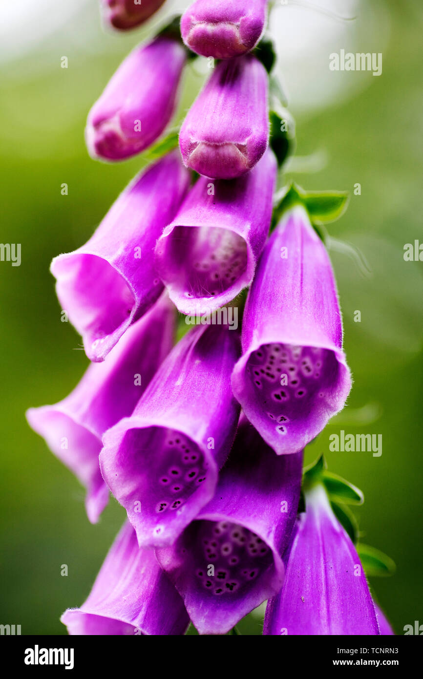 Wild flower Purpurea digitalis Plantaginaceae family macro background ...