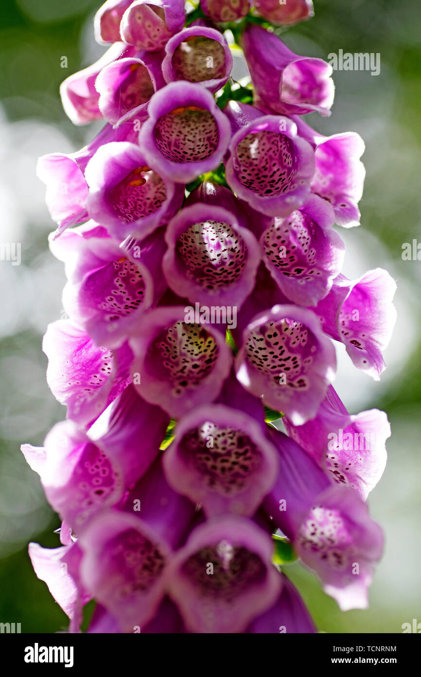 Wild flower Purpurea digitalis Plantaginaceae family macro background ...