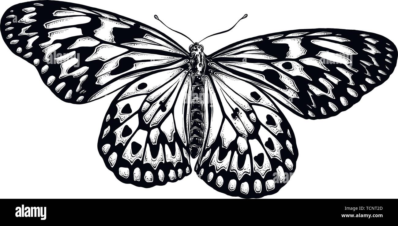 Hand drawn sketch of butterfly in black color. Isolated on white ...