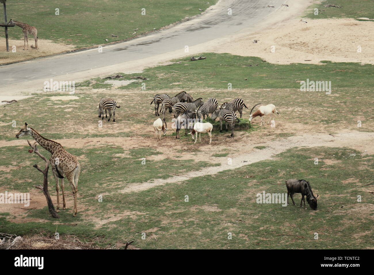 Guangzhou Changlong Safari Park Stock Photo - Alamy