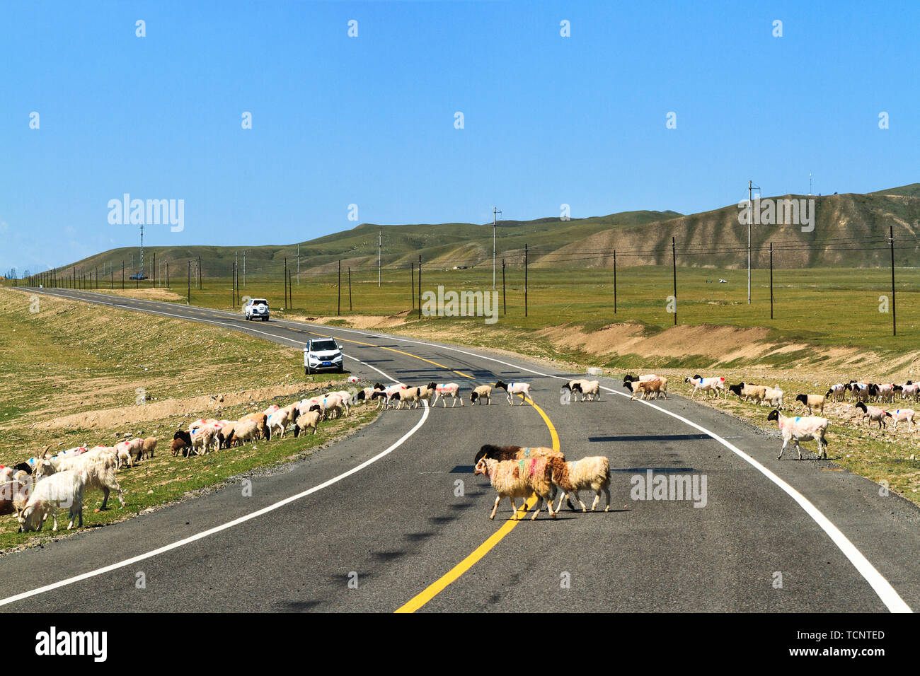 Bayinbrook, prairie, horseback riding, flock, yoga, confession Stock ...