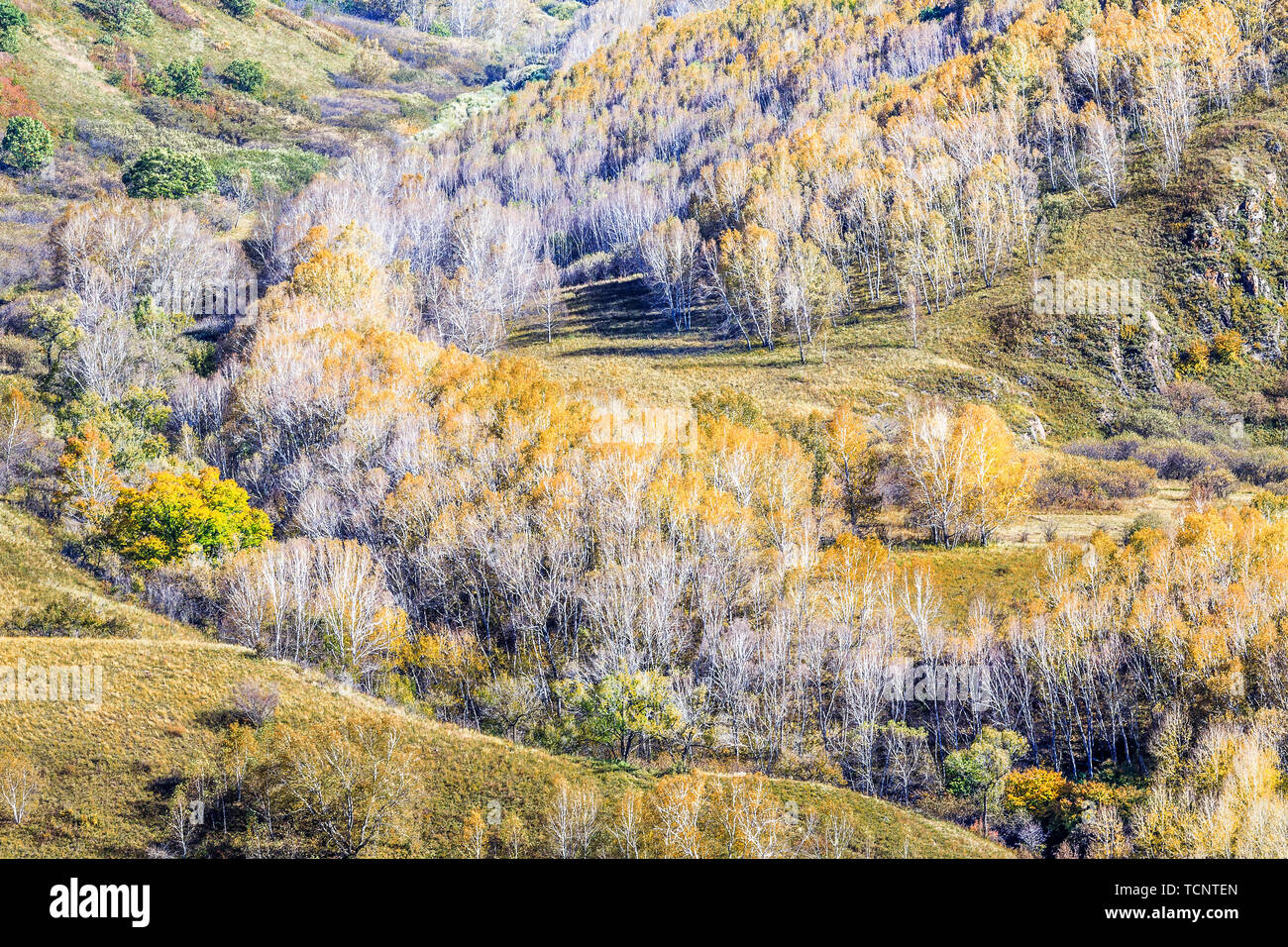 Autumn color on the dam. Paddock dam Yudaokou prairie forest scenic ...