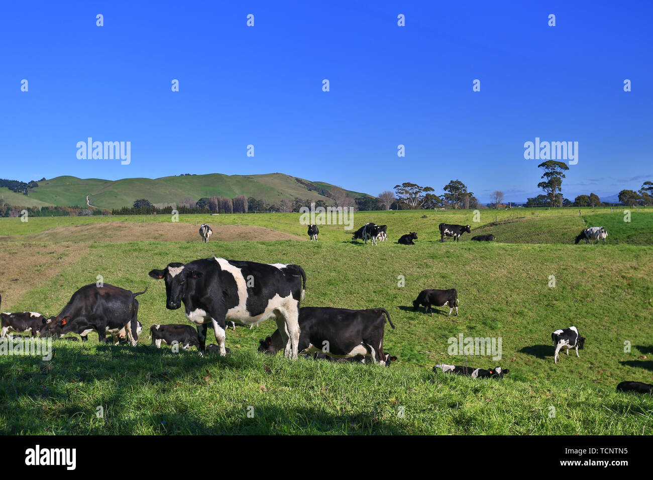 New zealand cows and sheep hi-res stock photography and images - Alamy