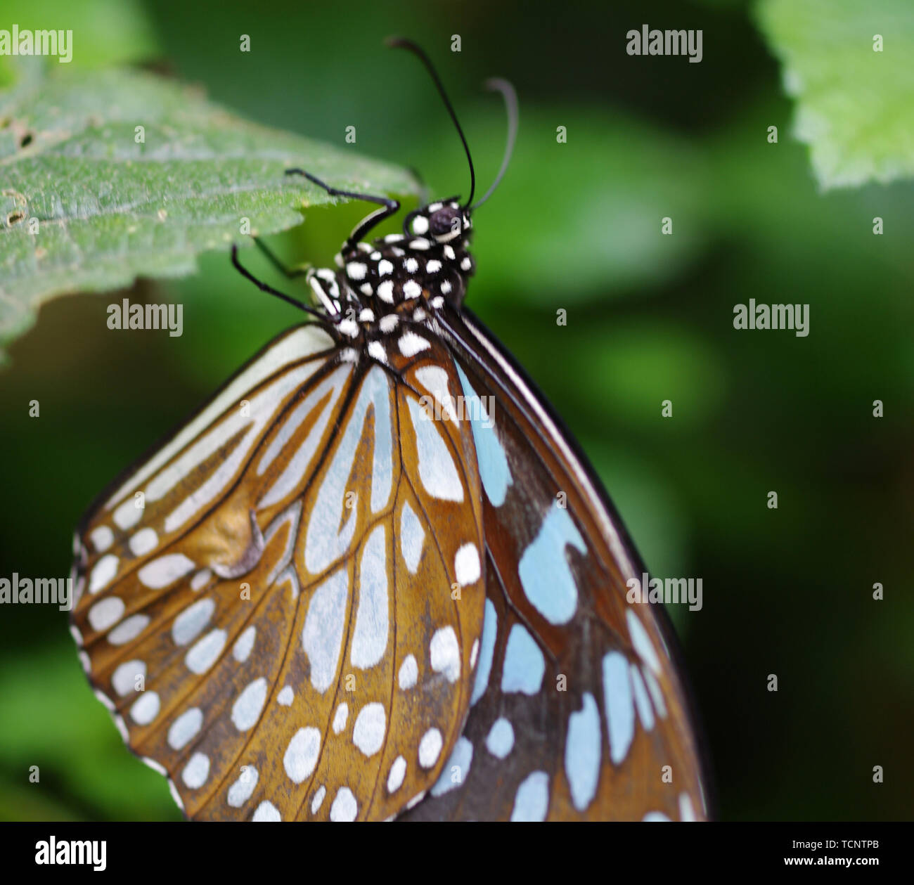 Monarchs crest hi-res stock photography and images - Alamy