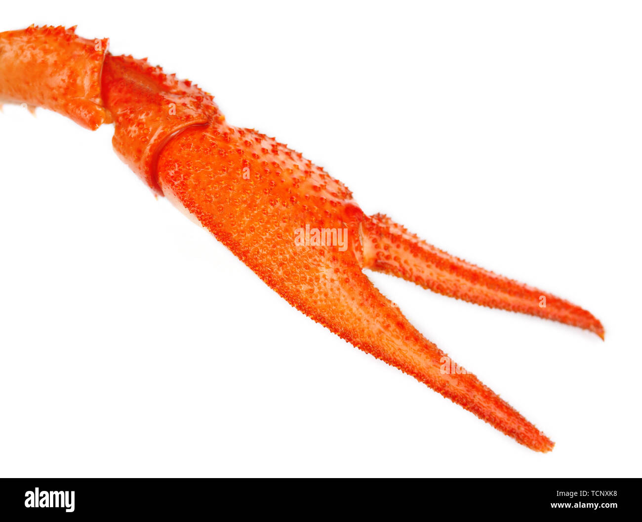 crayfish chela isolated on white Stock Photo - Alamy