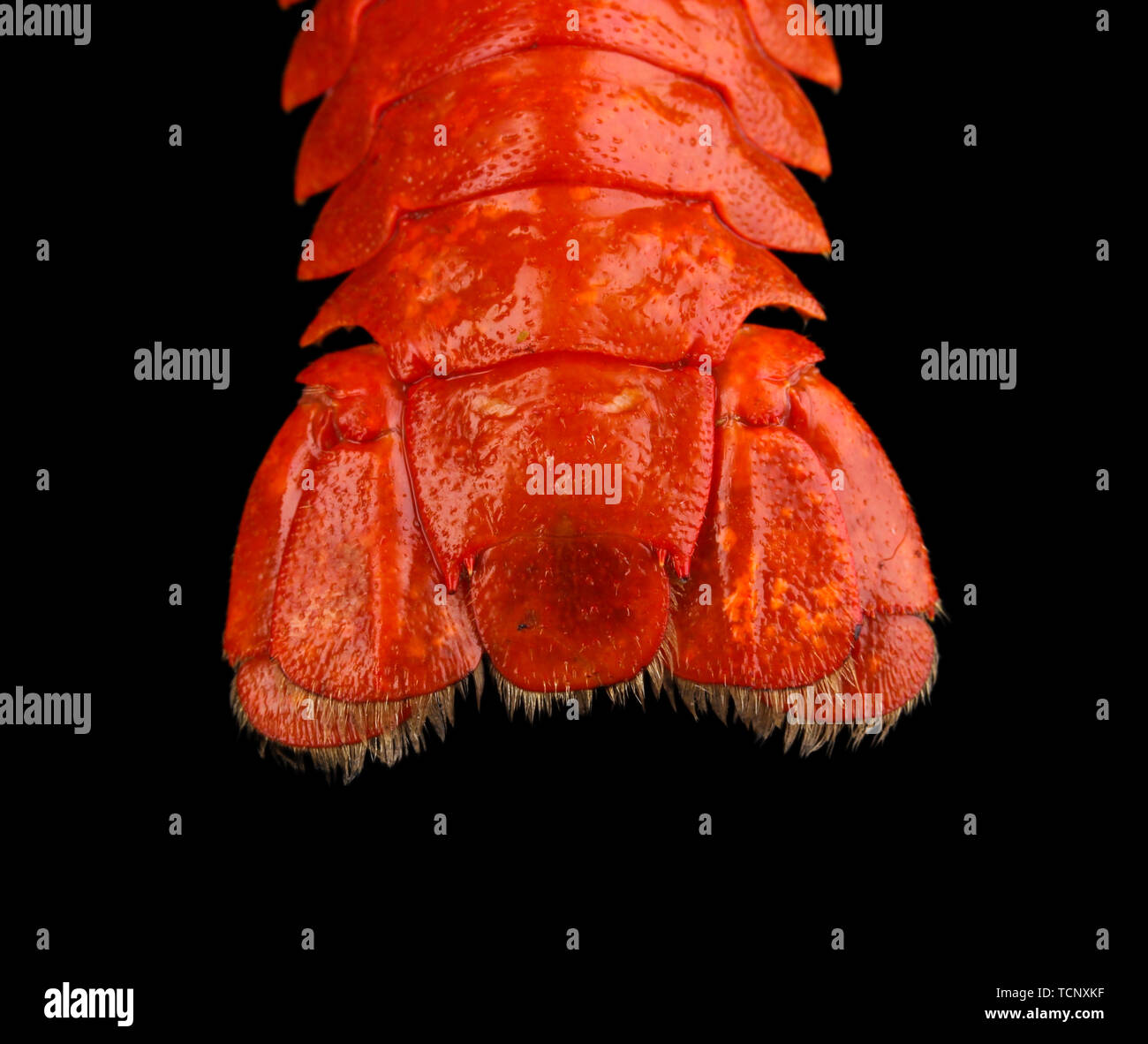 crayfish tail isolated on black Stock Photo - Alamy