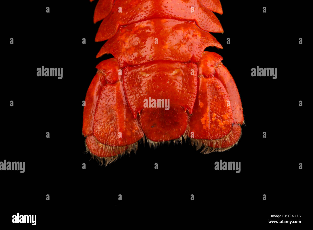 crayfish tail isolated on black Stock Photo - Alamy