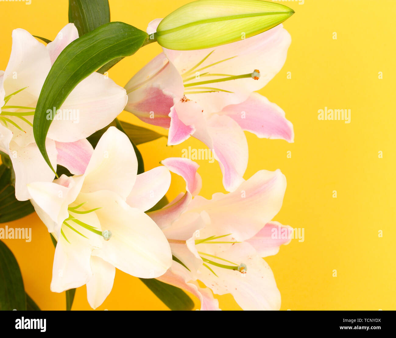 beautiful lily on yellow background Stock Photo - Alamy