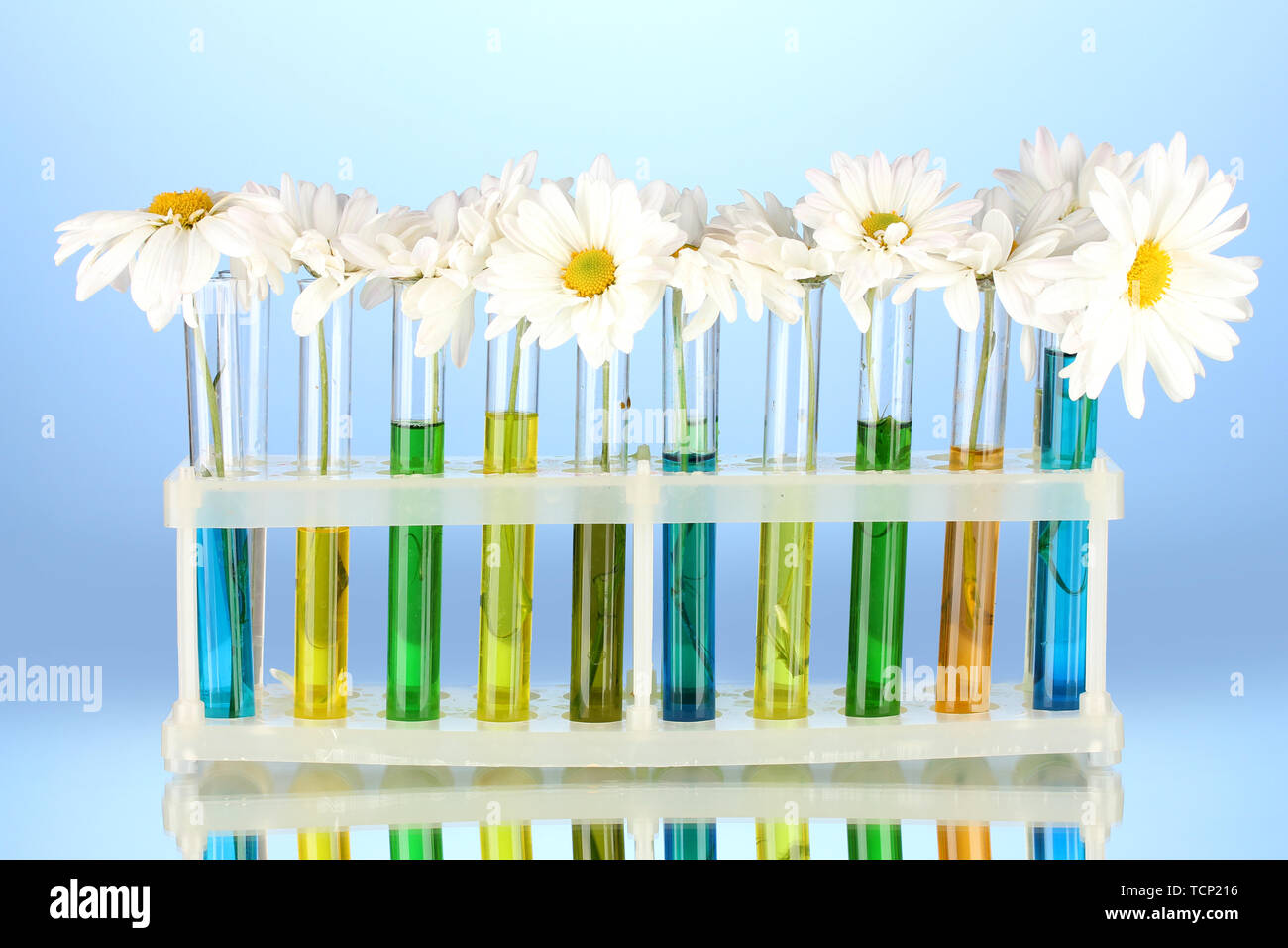 flowers in test tubes on blue background Stock Photo - Alamy