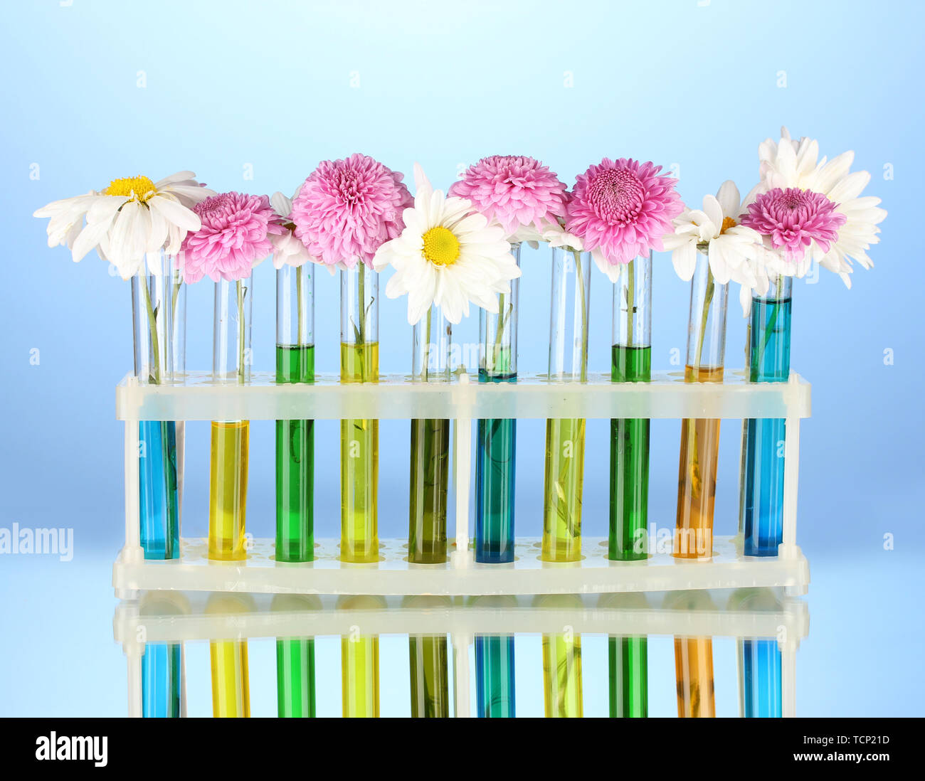 flowers in test tubes isolated on blue background Stock Photo - Alamy