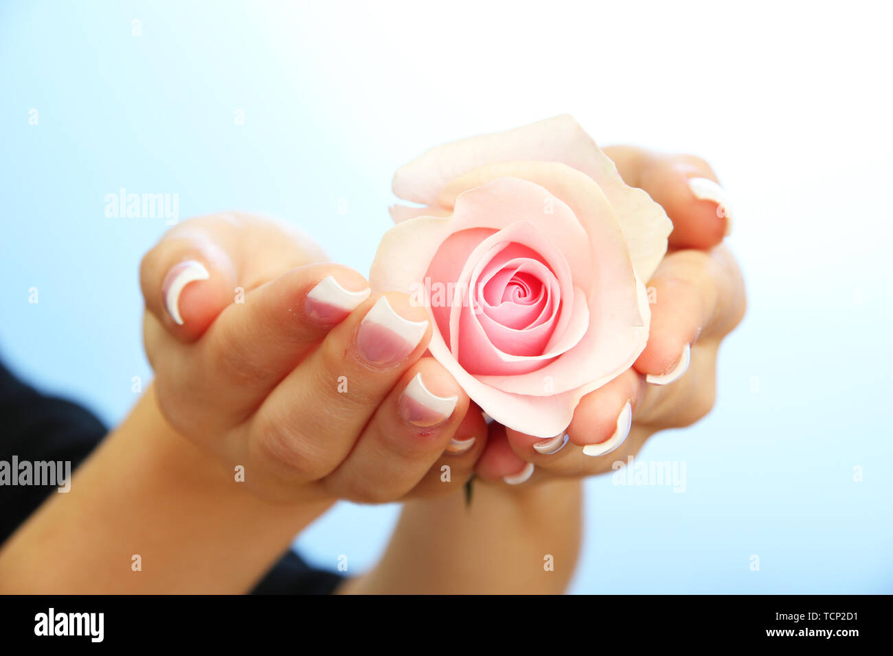 Beautiful woman hands with rose, on blue background Stock Photo - Alamy