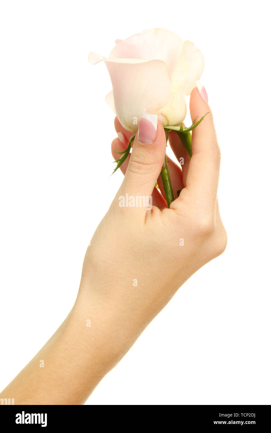 Beautiful woman hand with rose, isolated on white Stock Photo - Alamy
