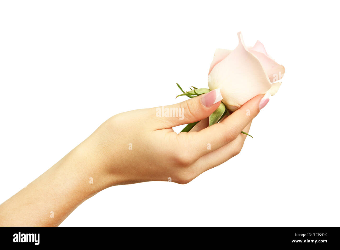 Beautiful woman hand with rose, isolated on white Stock Photo - Alamy