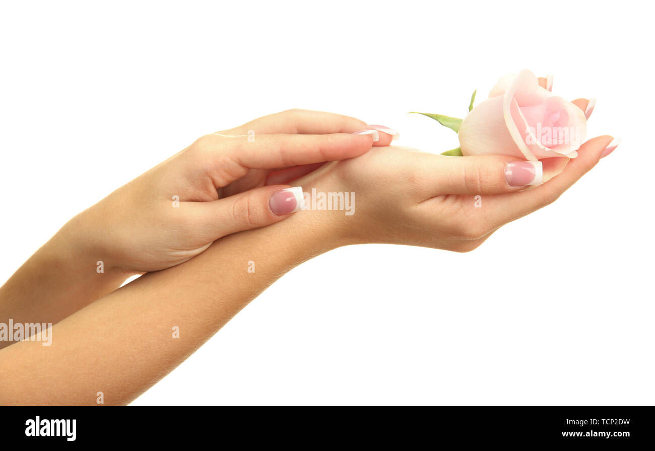 Beautiful woman hands with rose, isolated on white Stock Photo - Alamy