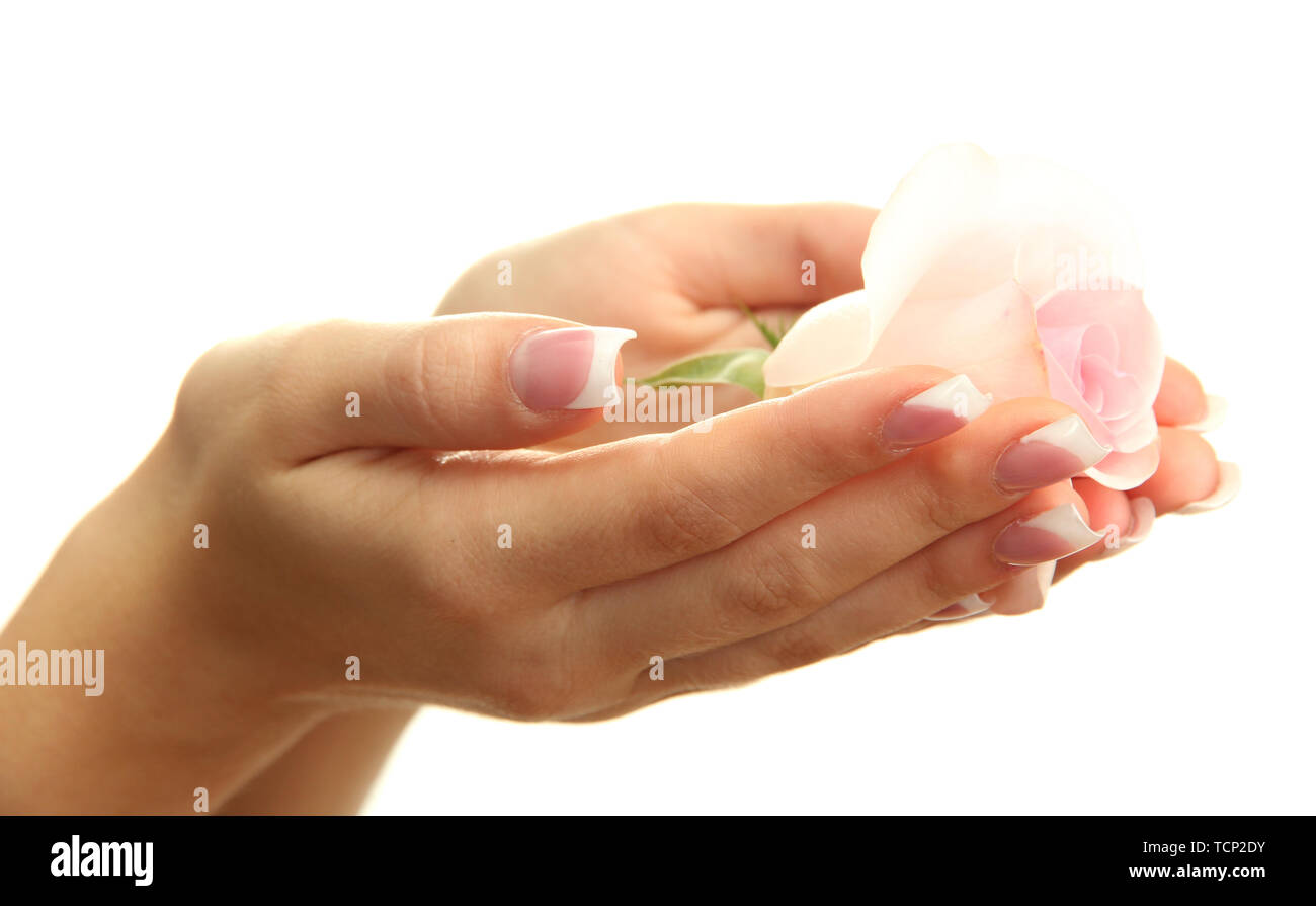 Beautiful woman hands with rose, isolated on white Stock Photo - Alamy