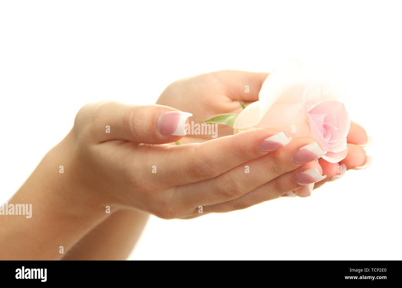 Beautiful woman hands with rose, isolated on white Stock Photo - Alamy