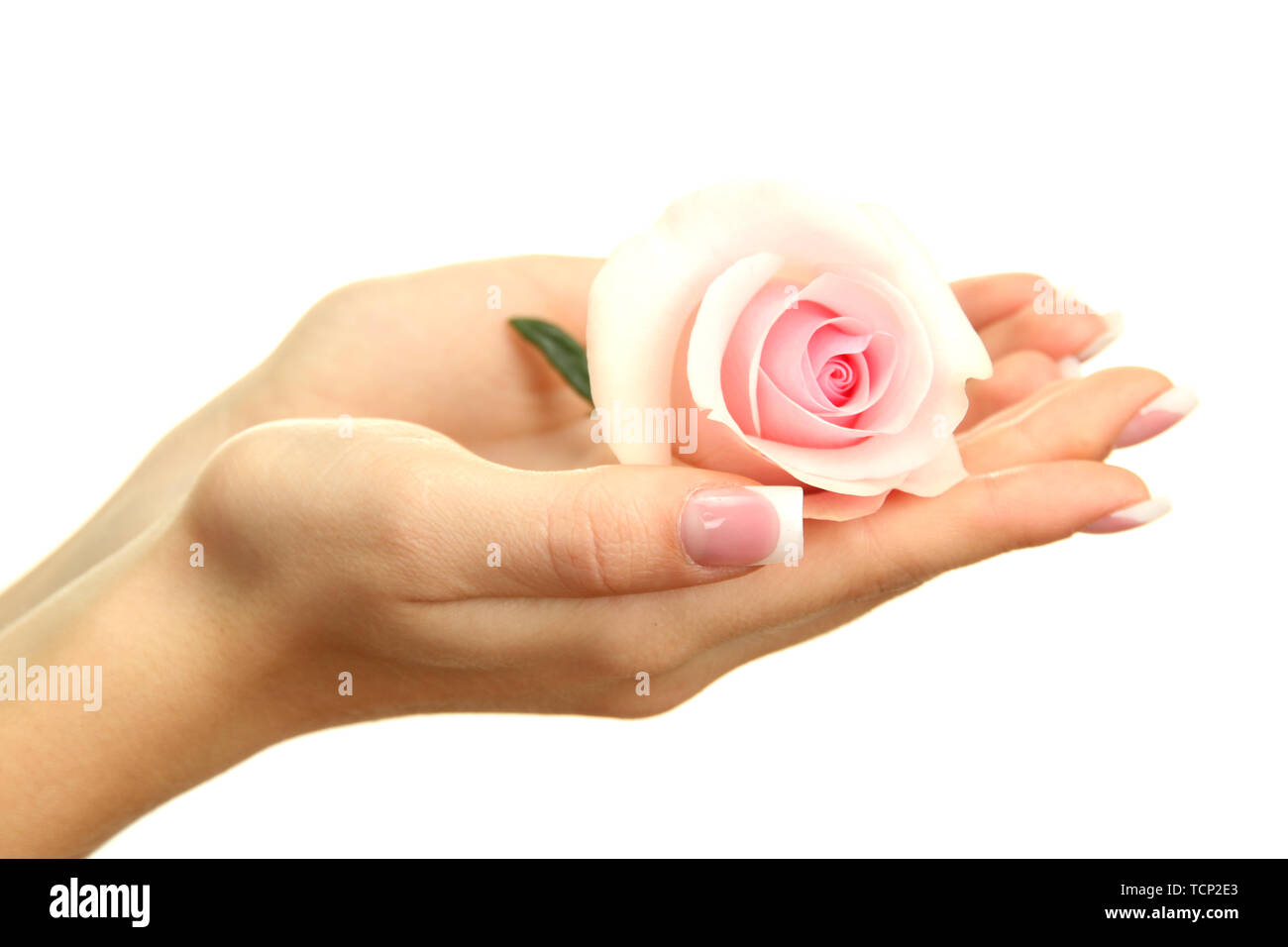 Beautiful woman hands with rose, isolated on white Stock Photo - Alamy