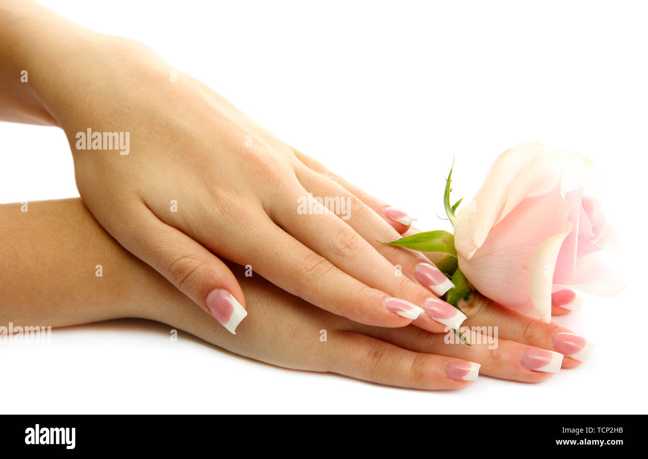 Beautiful woman hands with rose, isolated on white Stock Photo - Alamy