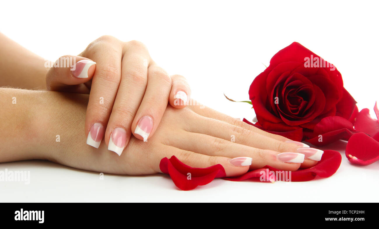 Beautiful woman hands with rose, isolated on white Stock Photo - Alamy