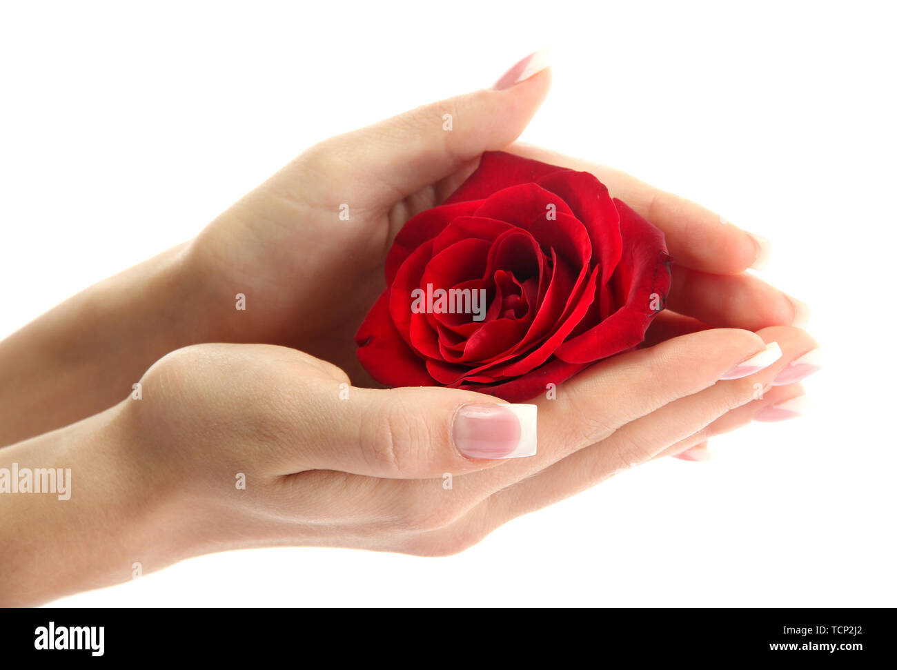 Beautiful woman hands with rose, isolated on white Stock Photo - Alamy