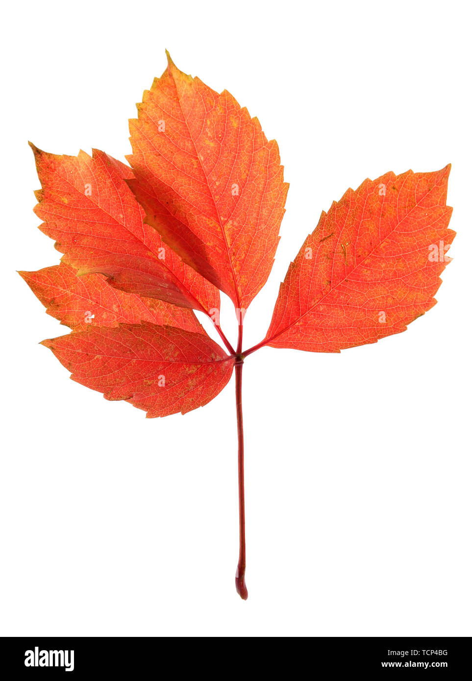 bright autumn leaf, isolated on white Stock Photo - Alamy