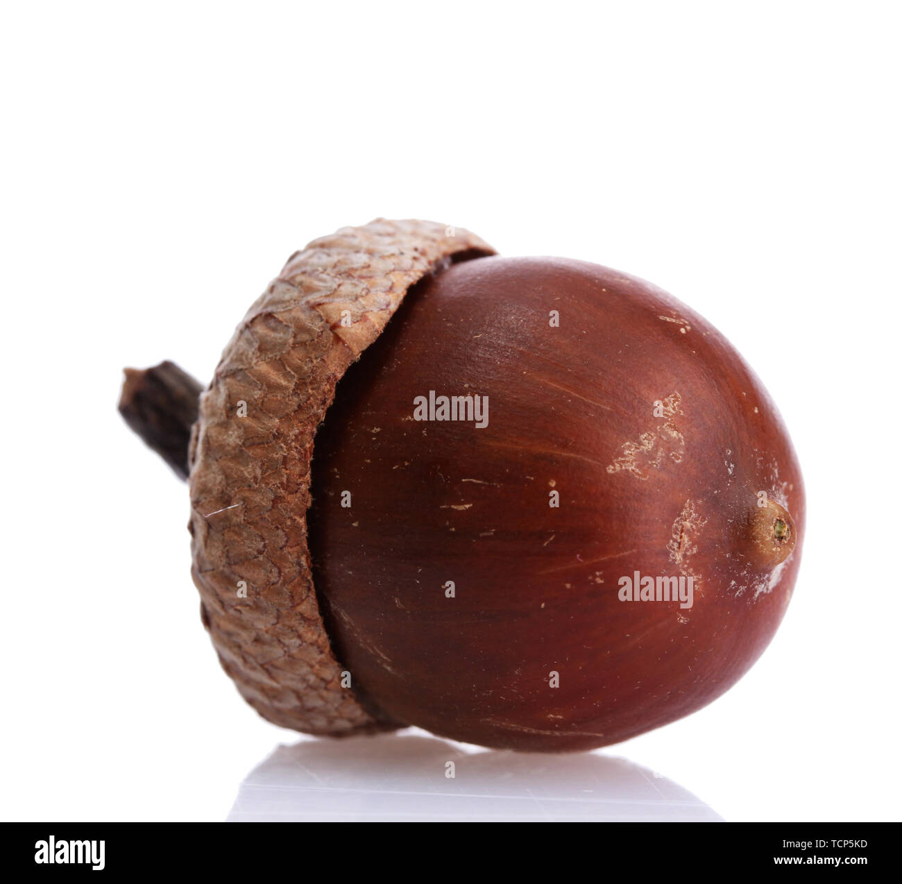 brown acorn, isolated on white Stock Photo - Alamy