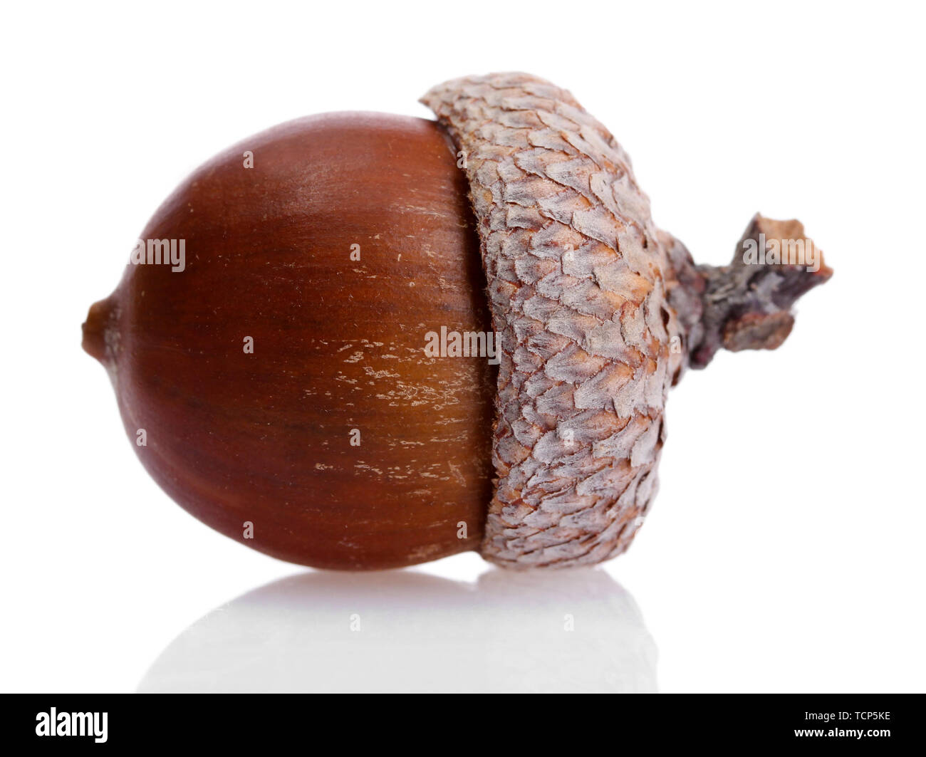 brown acorn, isolated on white Stock Photo - Alamy