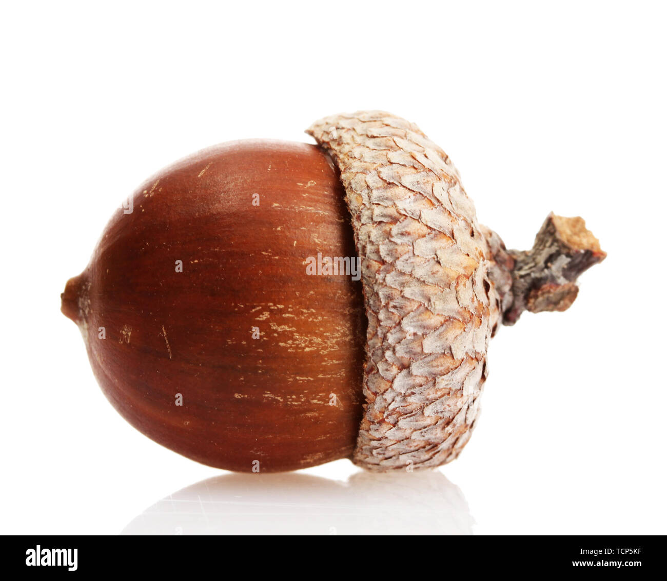 brown acorn, isolated on white Stock Photo - Alamy