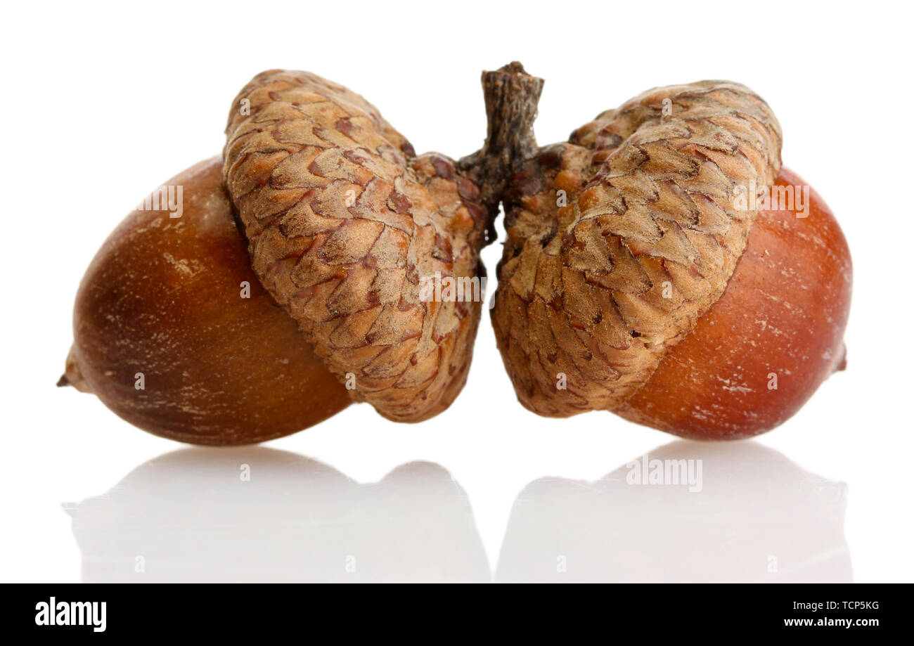 brown acorns, isolated on white Stock Photo - Alamy