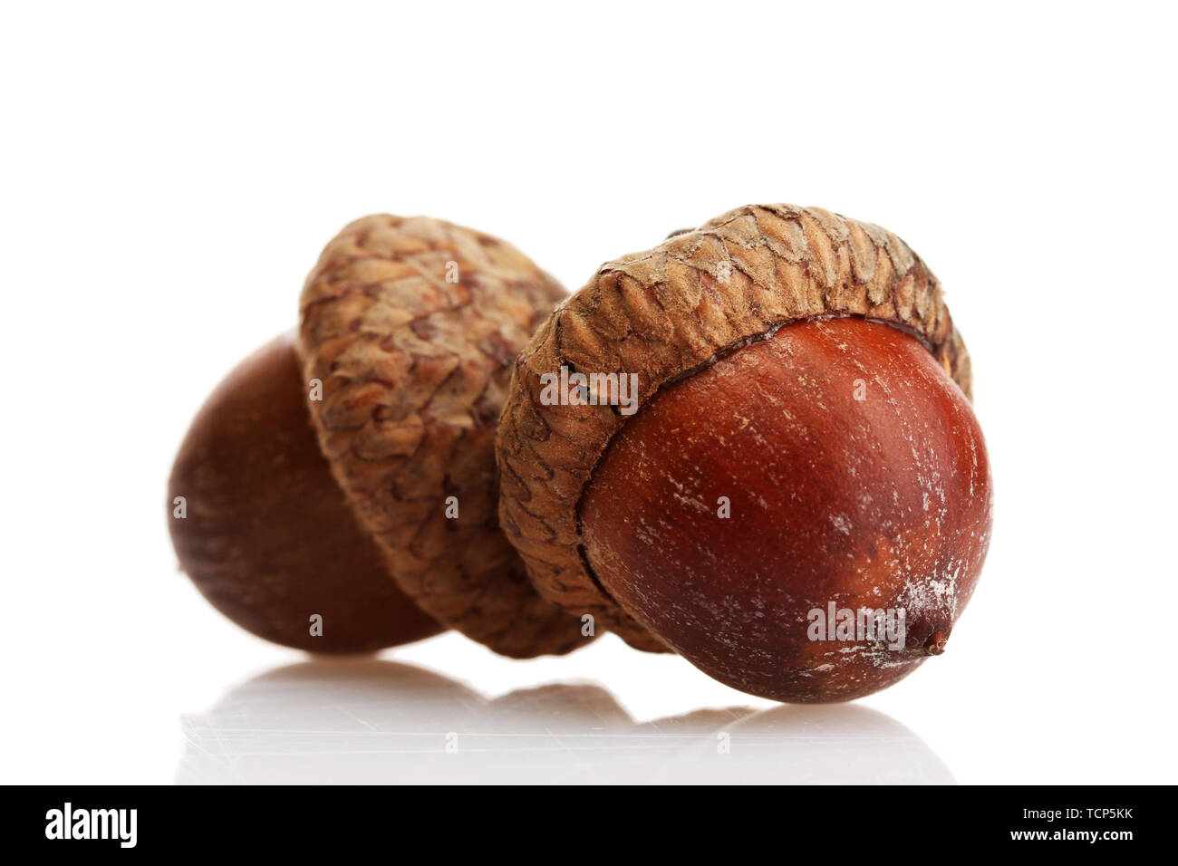 brown acorns, isolated on white Stock Photo - Alamy