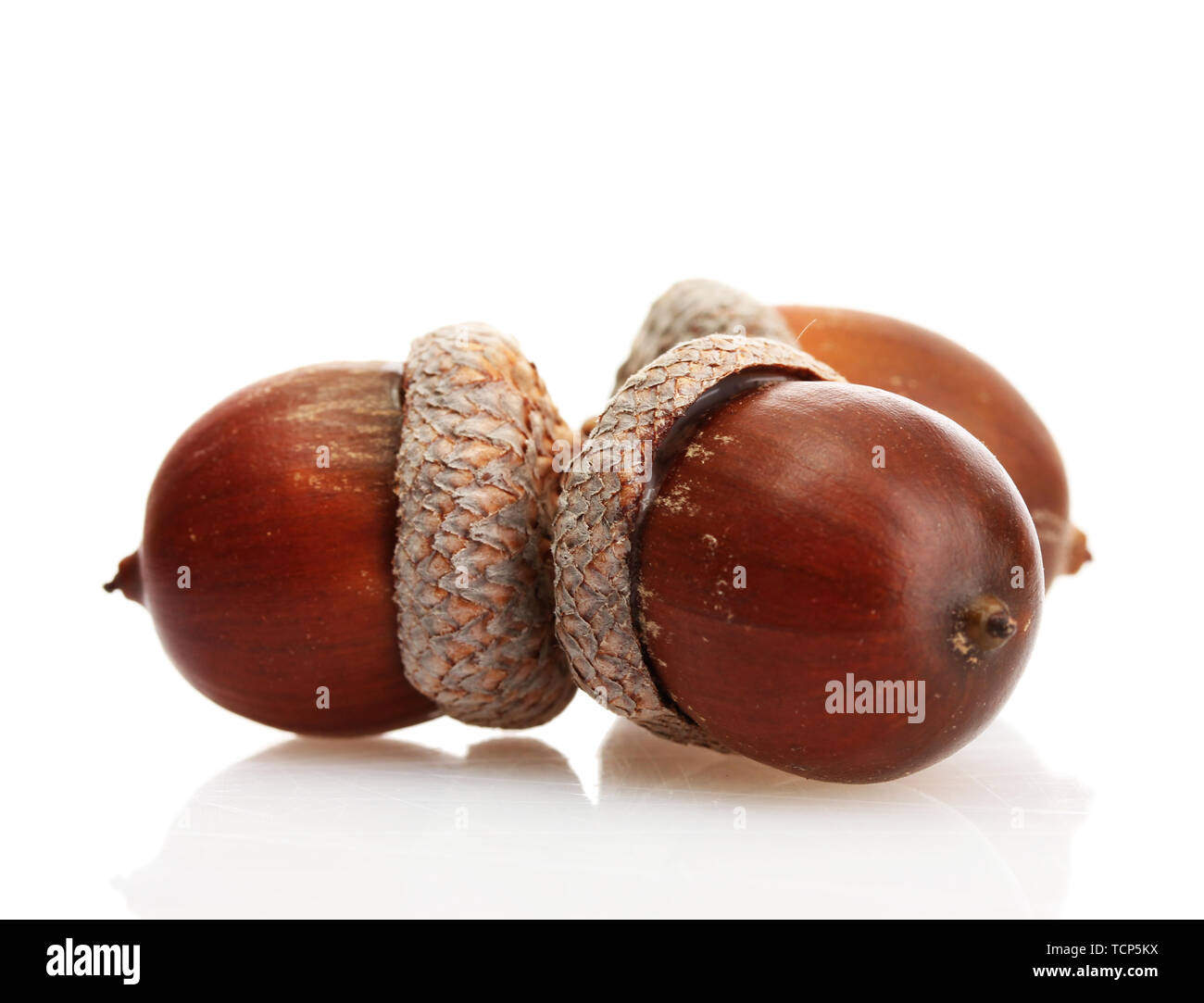 brown acorns, isolated on white Stock Photo - Alamy