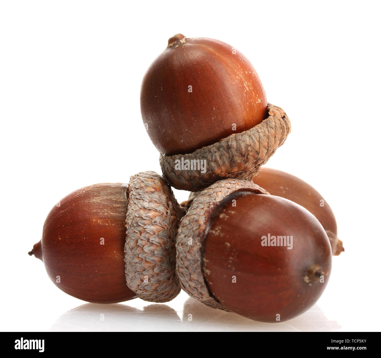 brown acorns, isolated on white Stock Photo - Alamy
