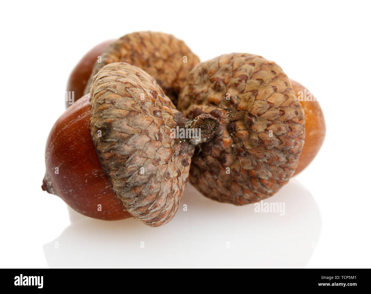 brown acorns, isolated on white Stock Photo - Alamy