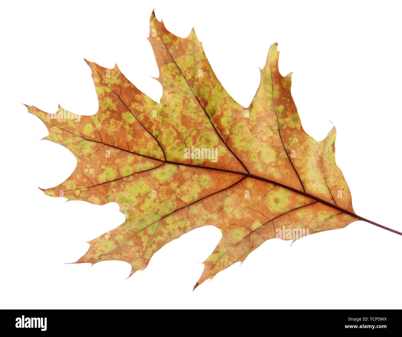 bright autumn leaf, isolated on white Stock Photo - Alamy