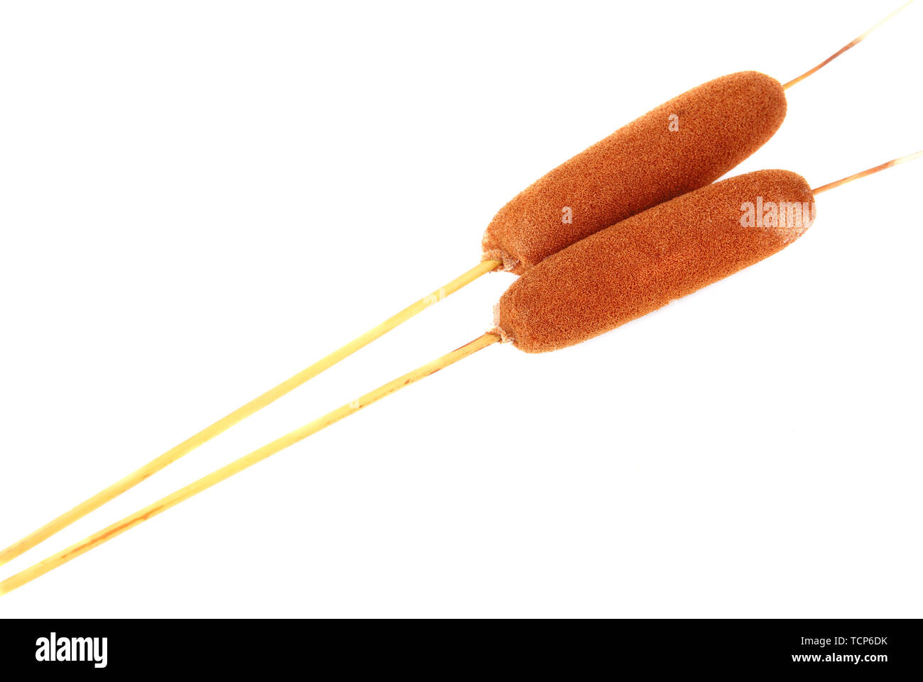 Tall reed plants Cut Out Stock Images & Pictures - Alamy