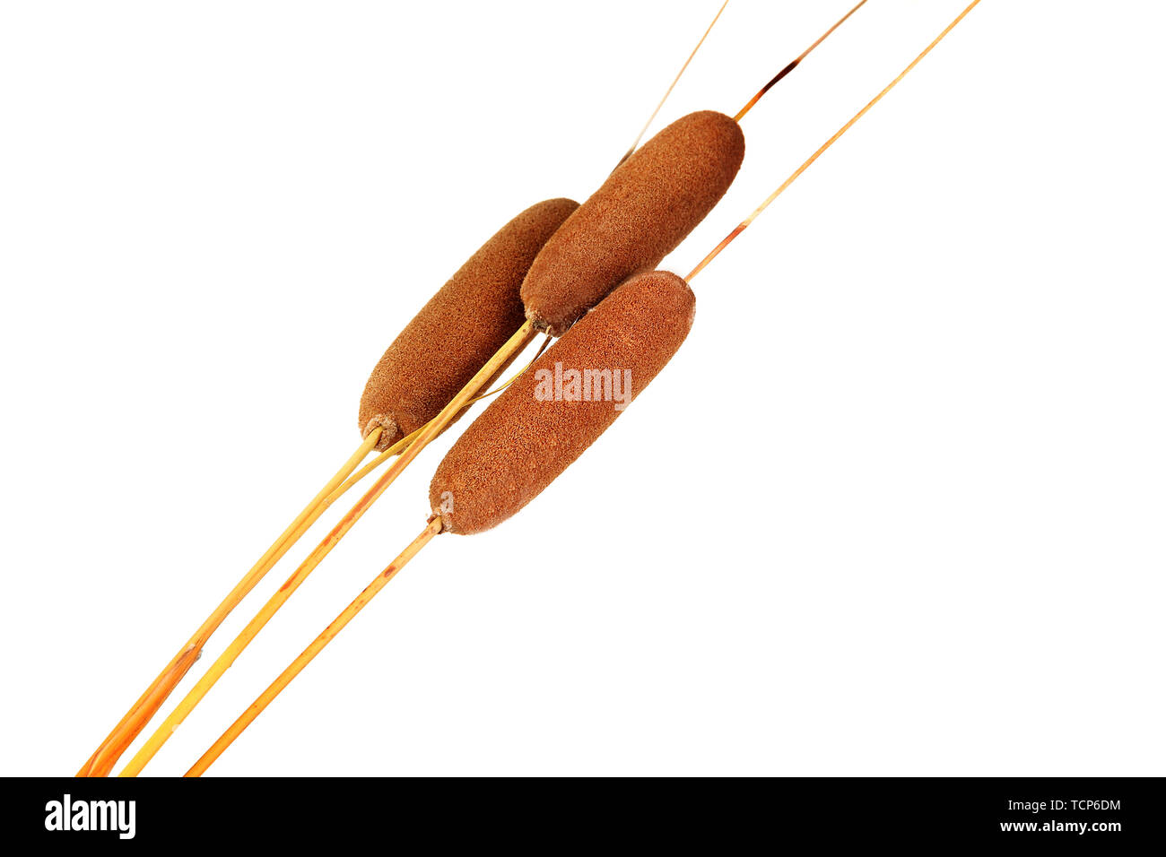 Tall reed plants Cut Out Stock Images & Pictures - Alamy