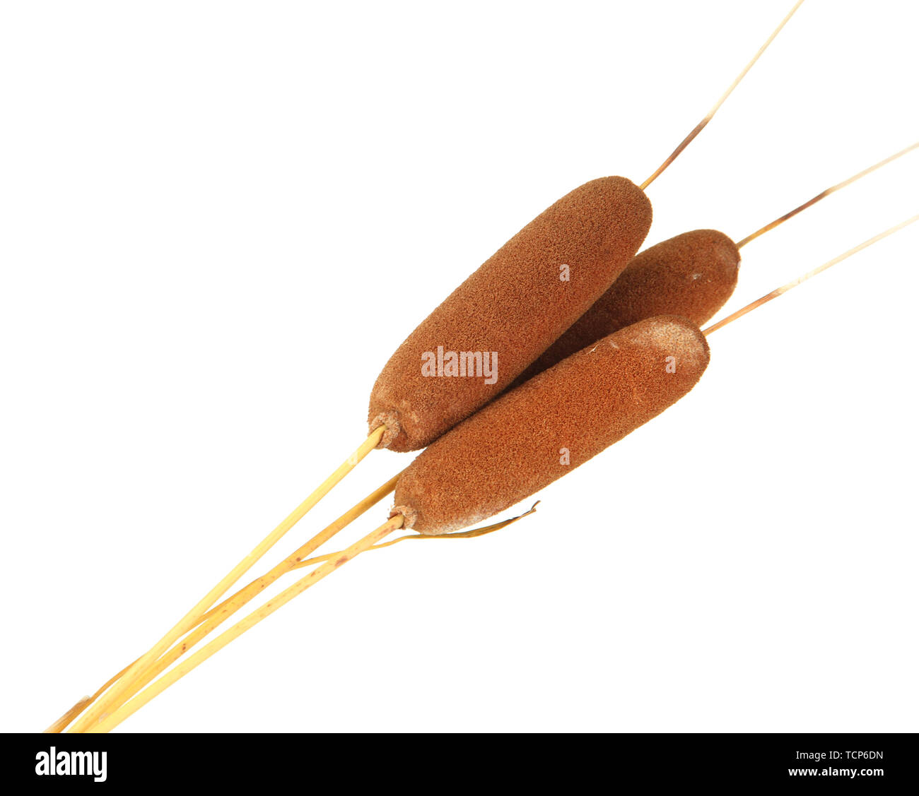 Tall reed plants Cut Out Stock Images & Pictures - Alamy