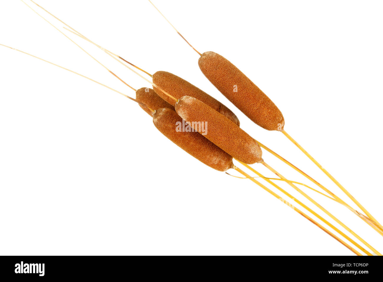 Closeup shot reeds plants hi-res stock photography and images - Alamy