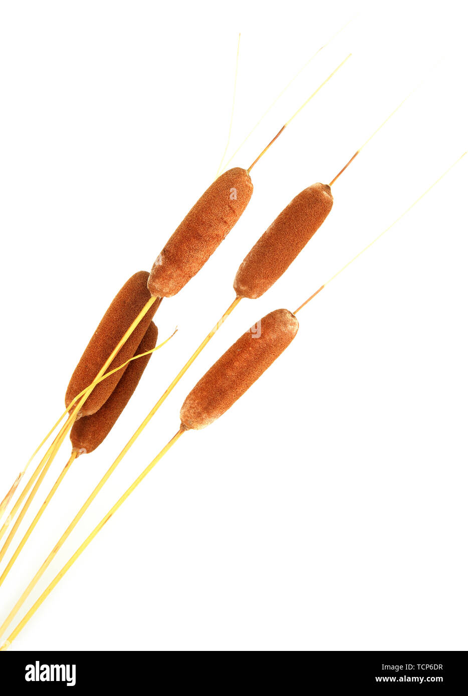Closeup shot reeds plants hi-res stock photography and images - Alamy