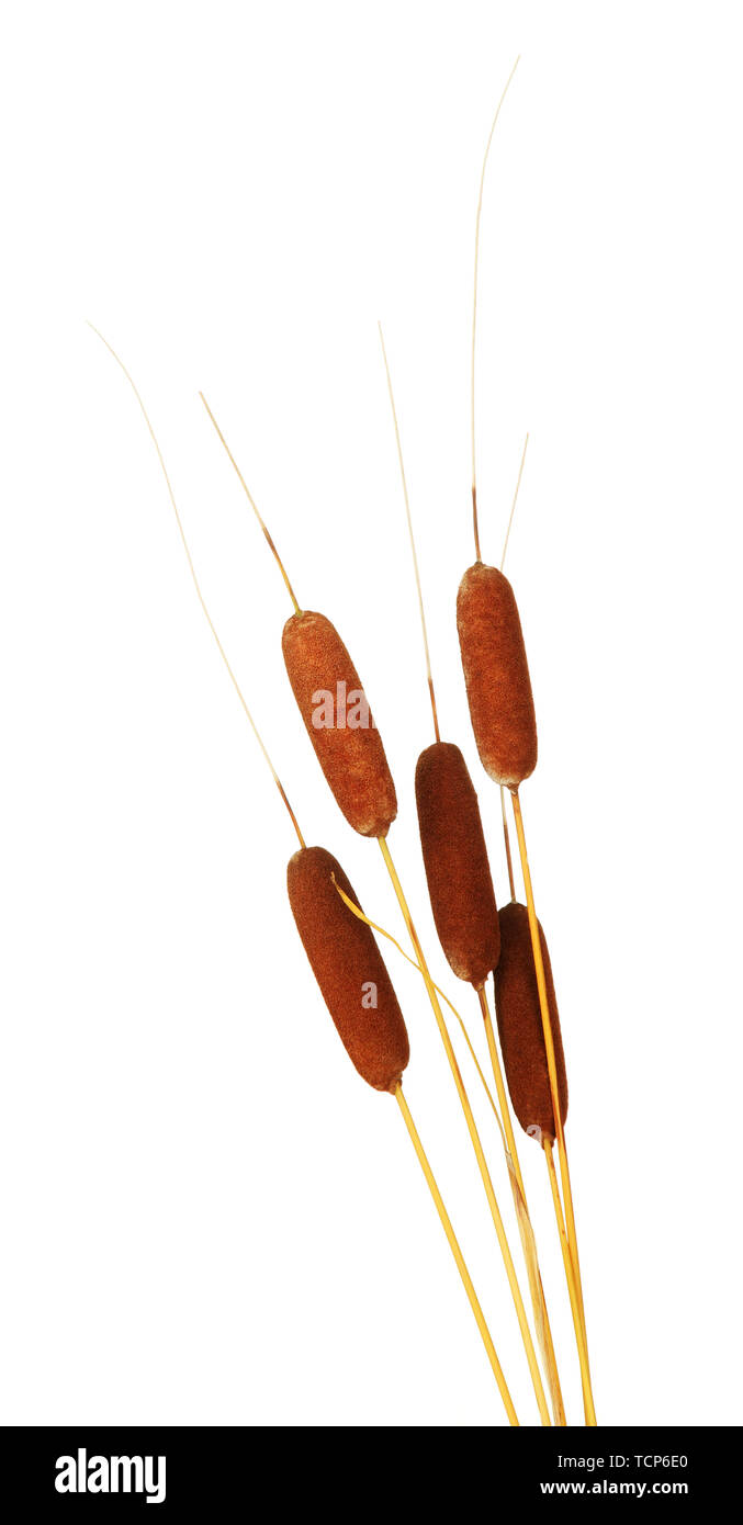 Tall reed plants Cut Out Stock Images & Pictures - Alamy