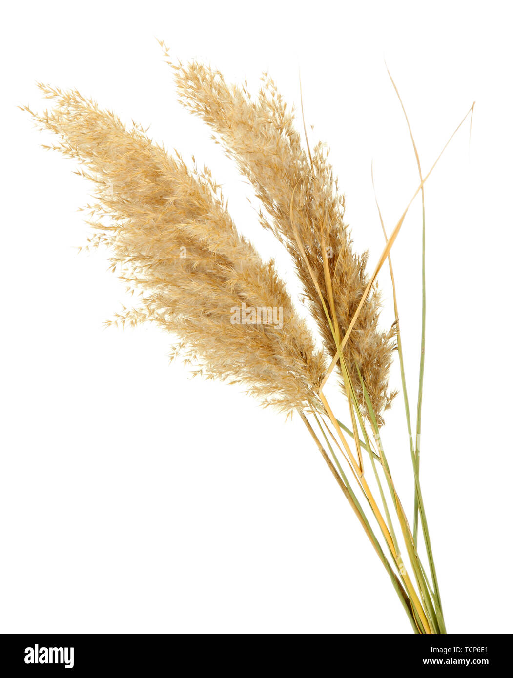 Closeup shot reeds on Cut Out Stock Images & Pictures - Alamy