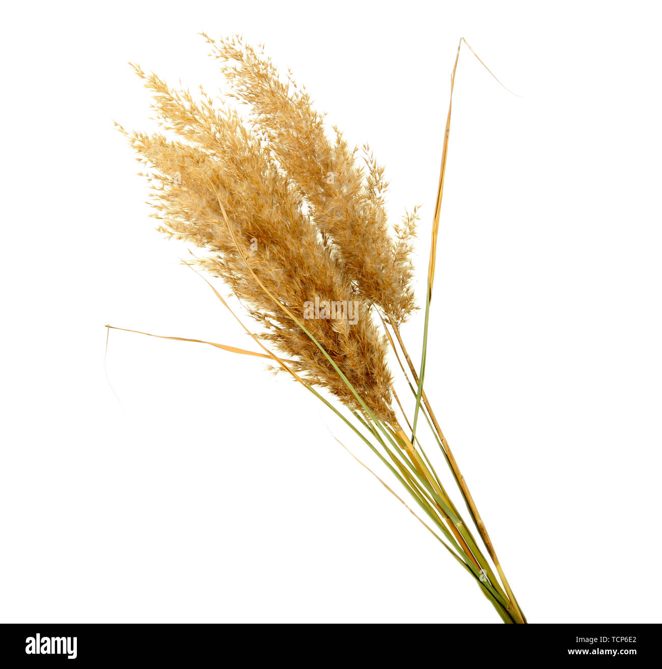 Reeds Cut Out Stock Images & Pictures - Alamy