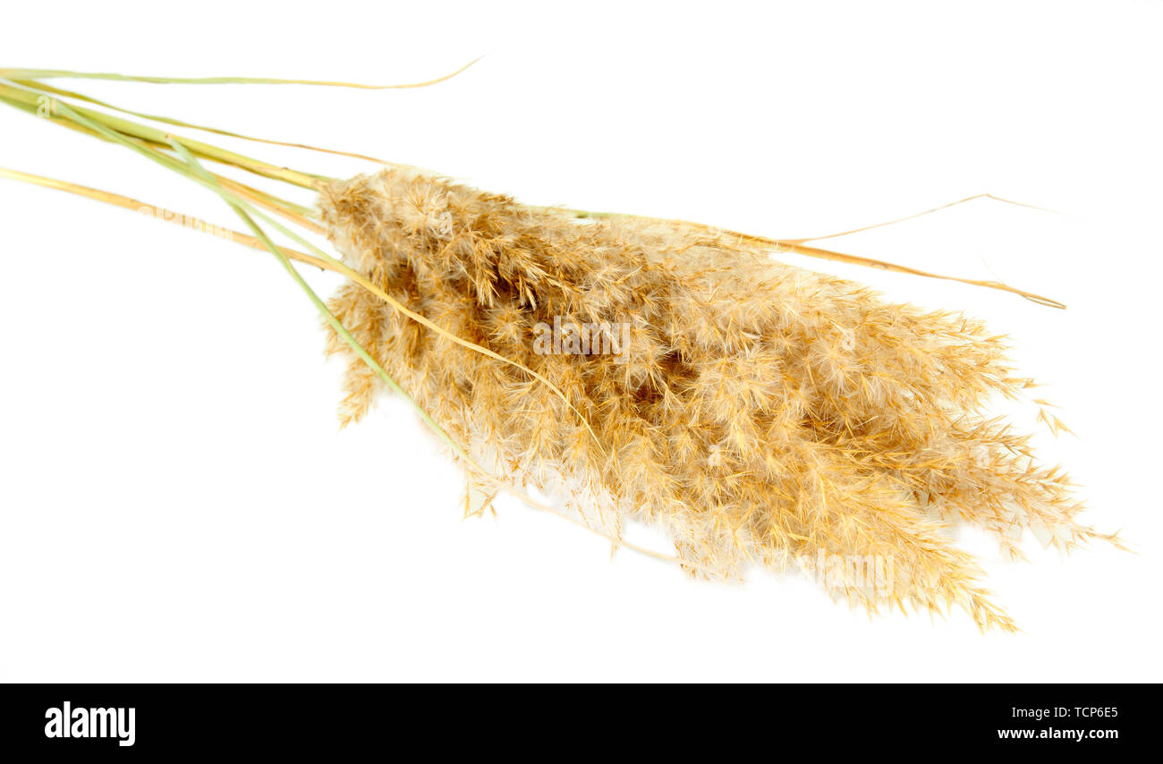 reeds, isolated on white Stock Photo - Alamy